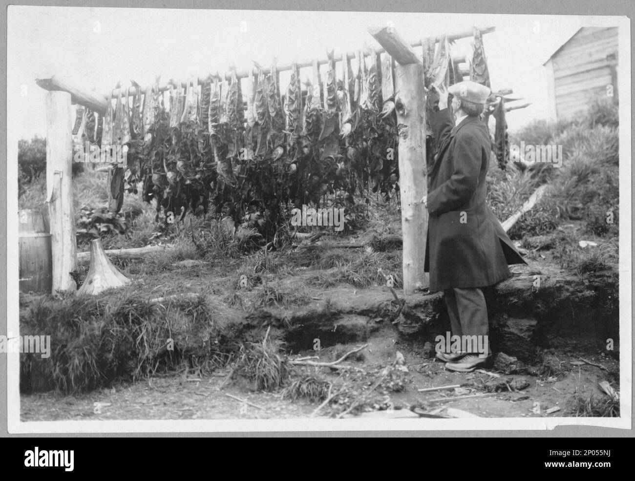 George g fish Black and White Stock Photos & Images - Alamy