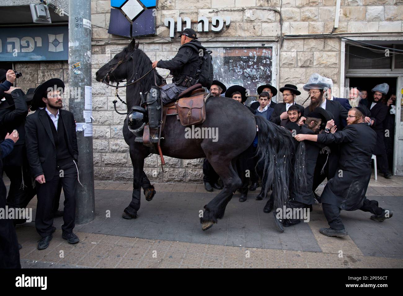 An ultra-Orthodox Jew pulls Israeli police horse's tail horse during a ...