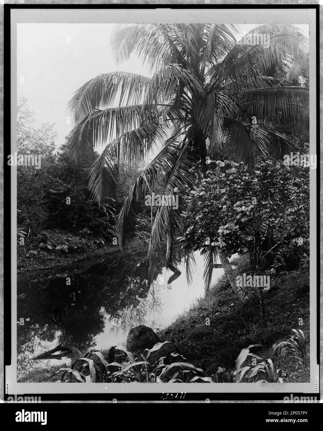 Panama--Scenery. Frank and Frances Carpenter Collection , Palms,Panama ...