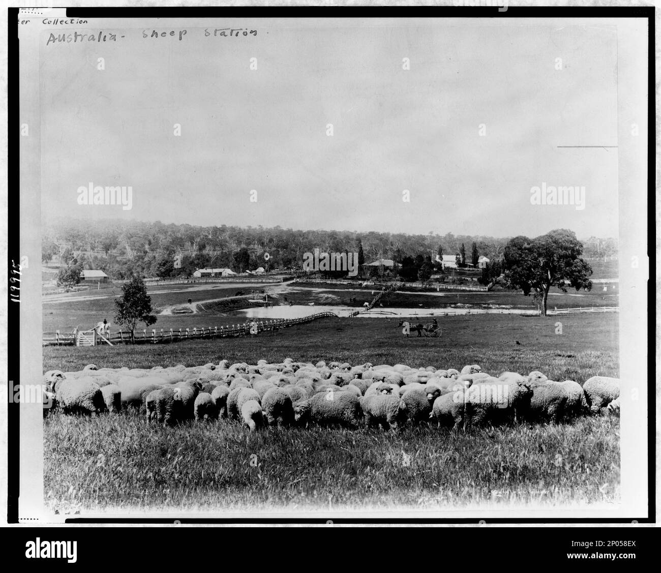 Sheep at sheep station; houses and woods in background, Australia ...