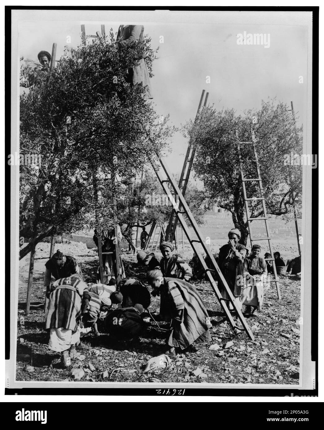Olive trees palestine 1880 1920 hi-res stock photography and images - Alamy