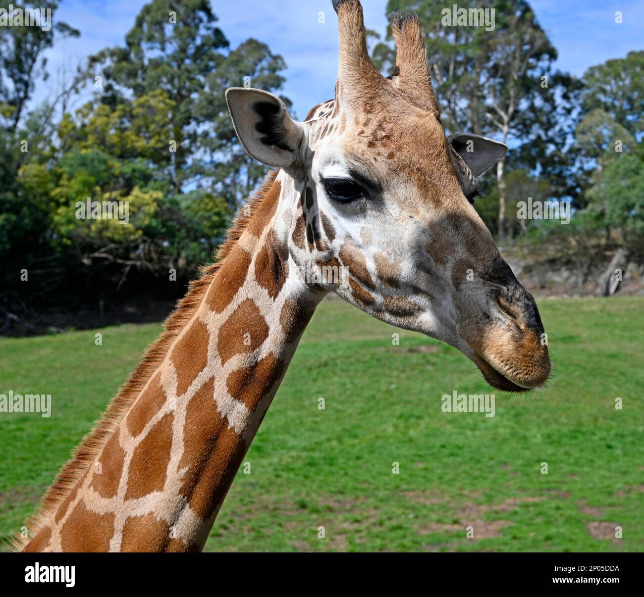 Orana park nz hi-res stock photography and images - Alamy