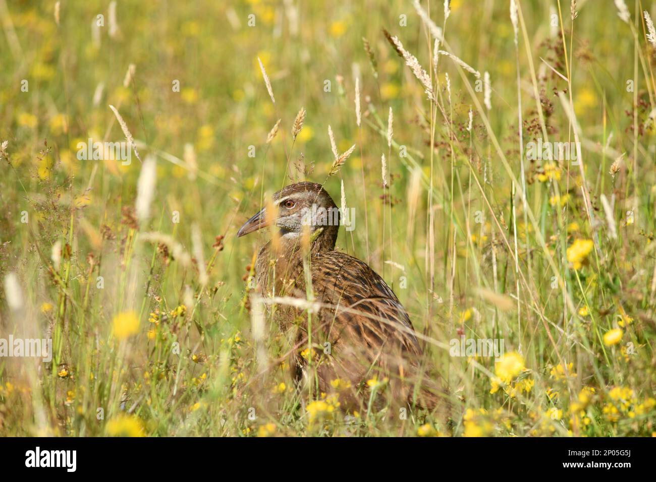 New Zealand weka (Gallirallus australis) one of New Zealand’s iconic ...