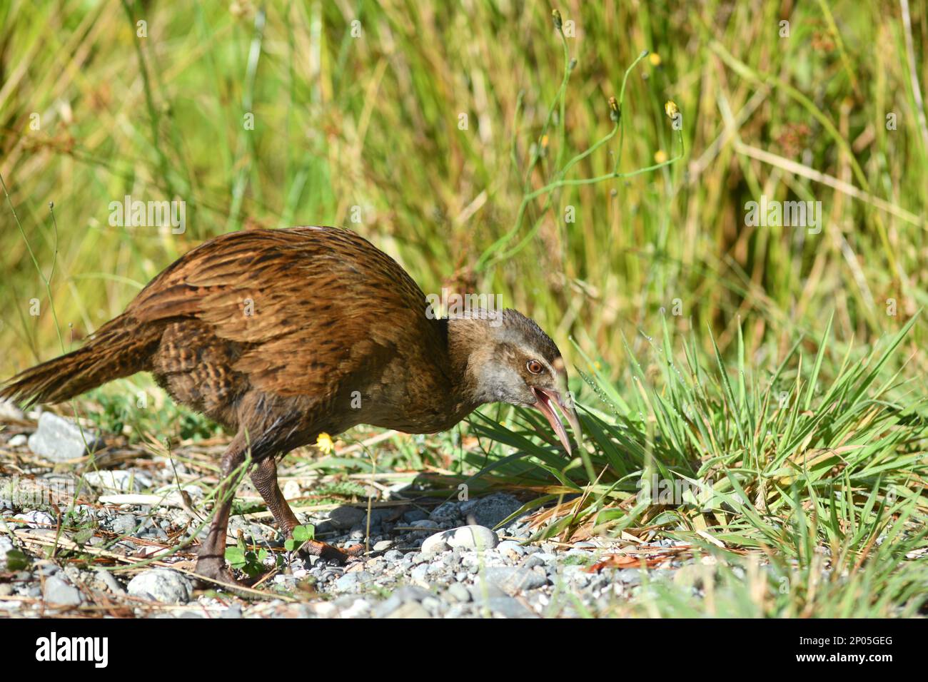 New Zealand weka (Gallirallus australis) one of New Zealand’s iconic ...