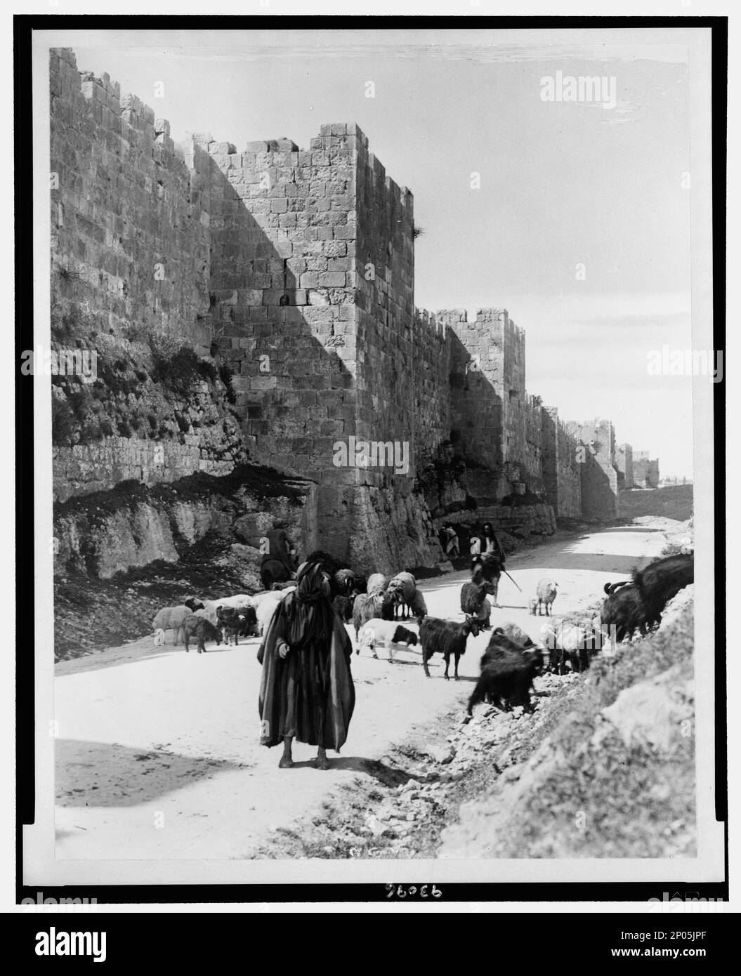 Palestine - Jerusalem. Sheep and goats being taken to market. Frank and ...