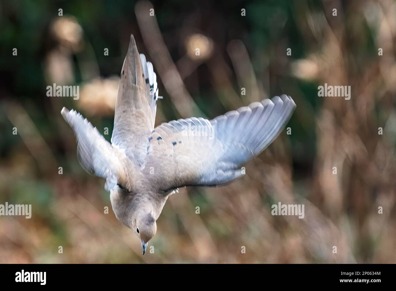 Flight of the doves hi-res stock photography and images - Alamy