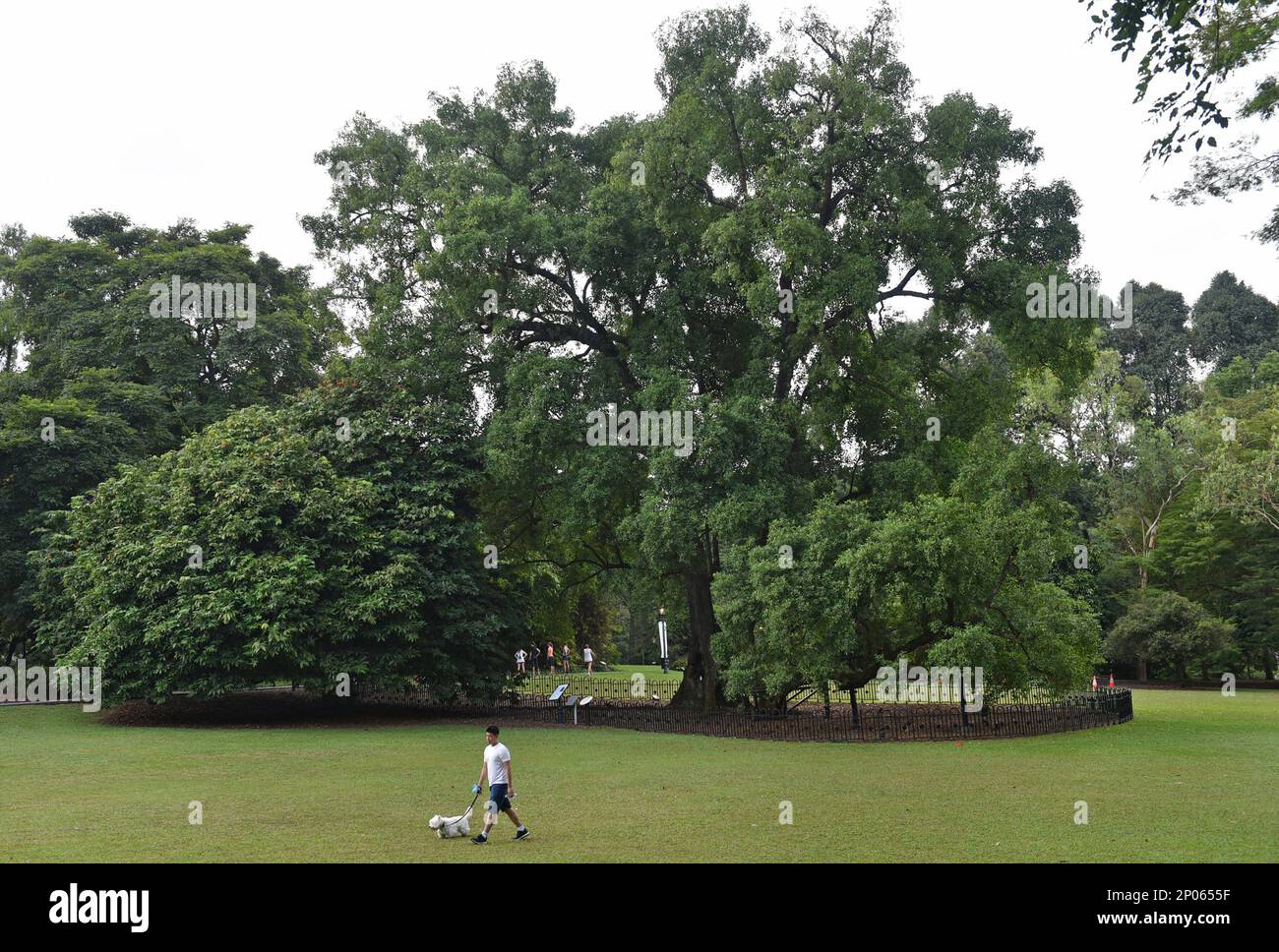 Heritage trees at Botanic Gardens: Tembusu (Cyrtophyllum fragrans) tree ...