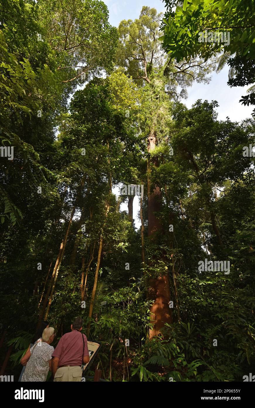 Photo of heritage tree, Meranti Melantai (Shorea macroptera) tree in ...