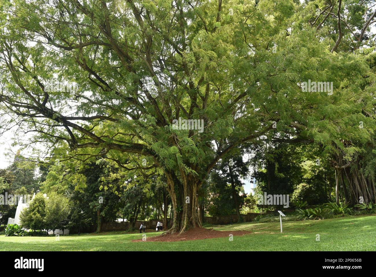 Heritage trees at Fort Canning Park: Tamalan (Dalbergia oliveri) tree ...