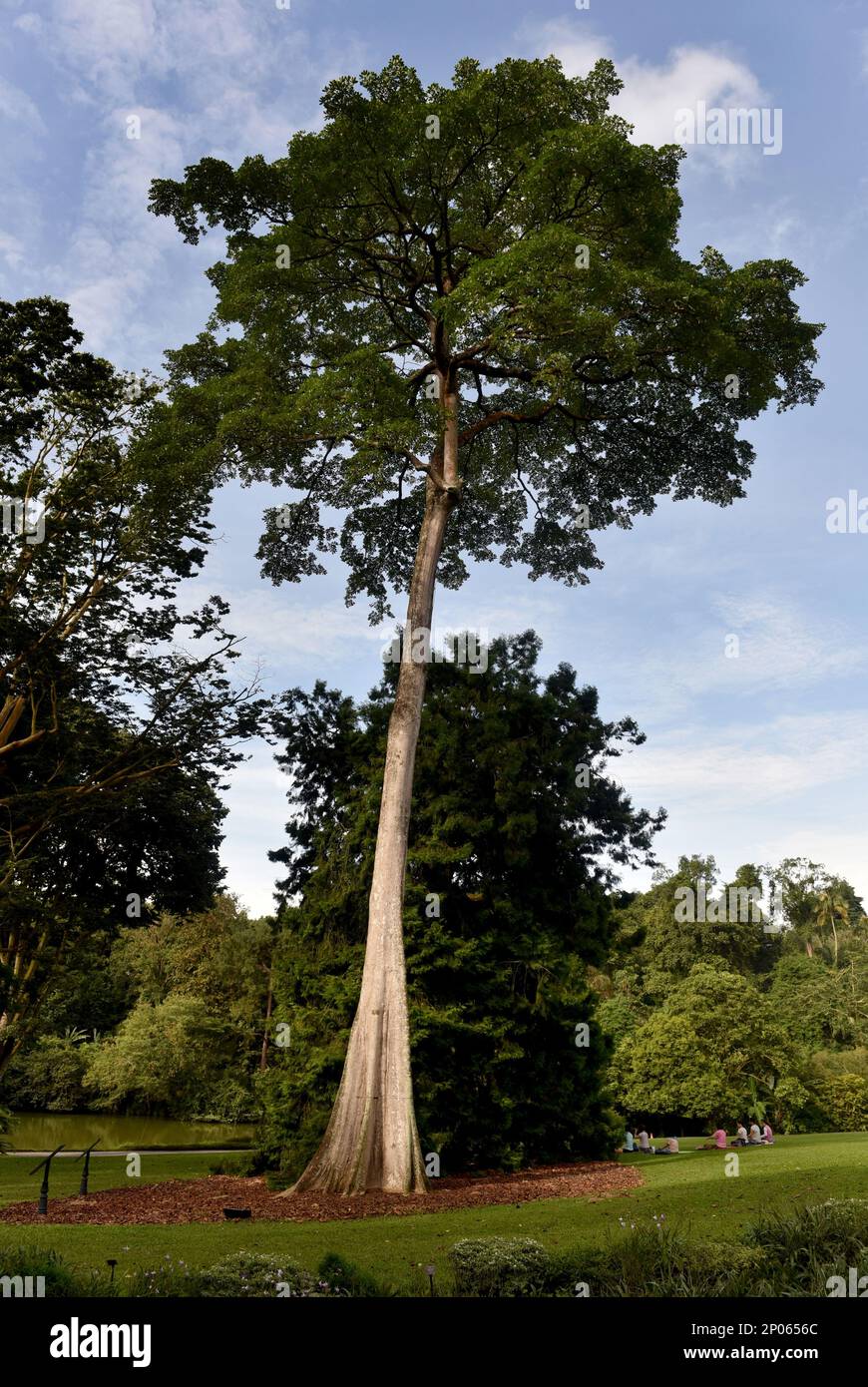 Photo of heritage trees, Pulai Basong (Alstonia pneumatophora) tree in ...