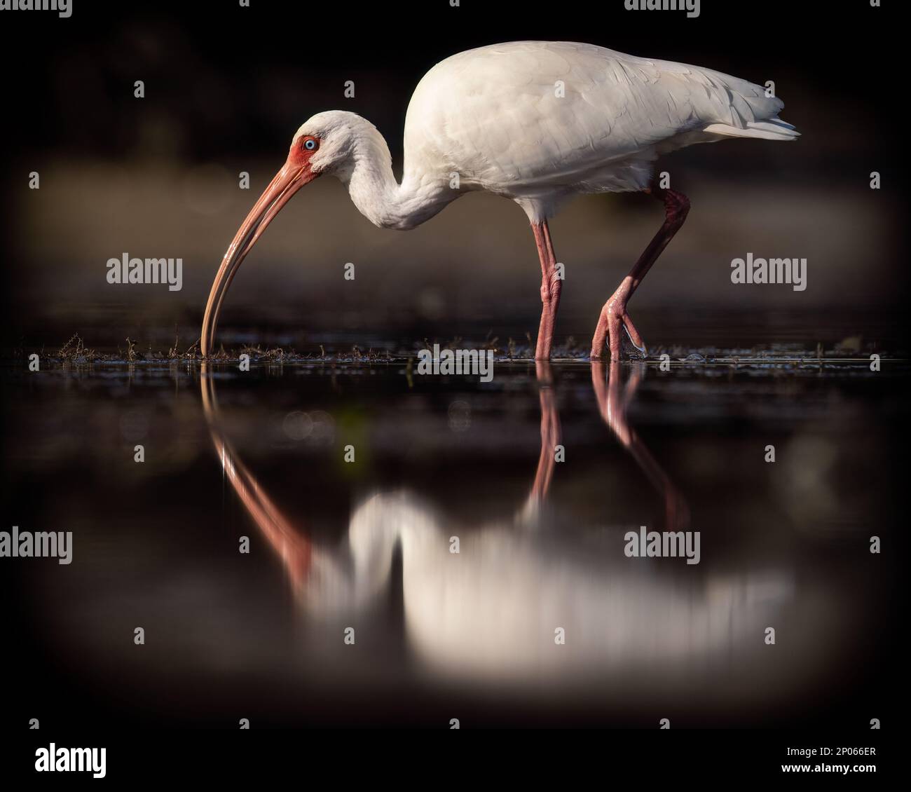 Adult White Ibis (Eudocimus albus) wading through shallow pool with ...