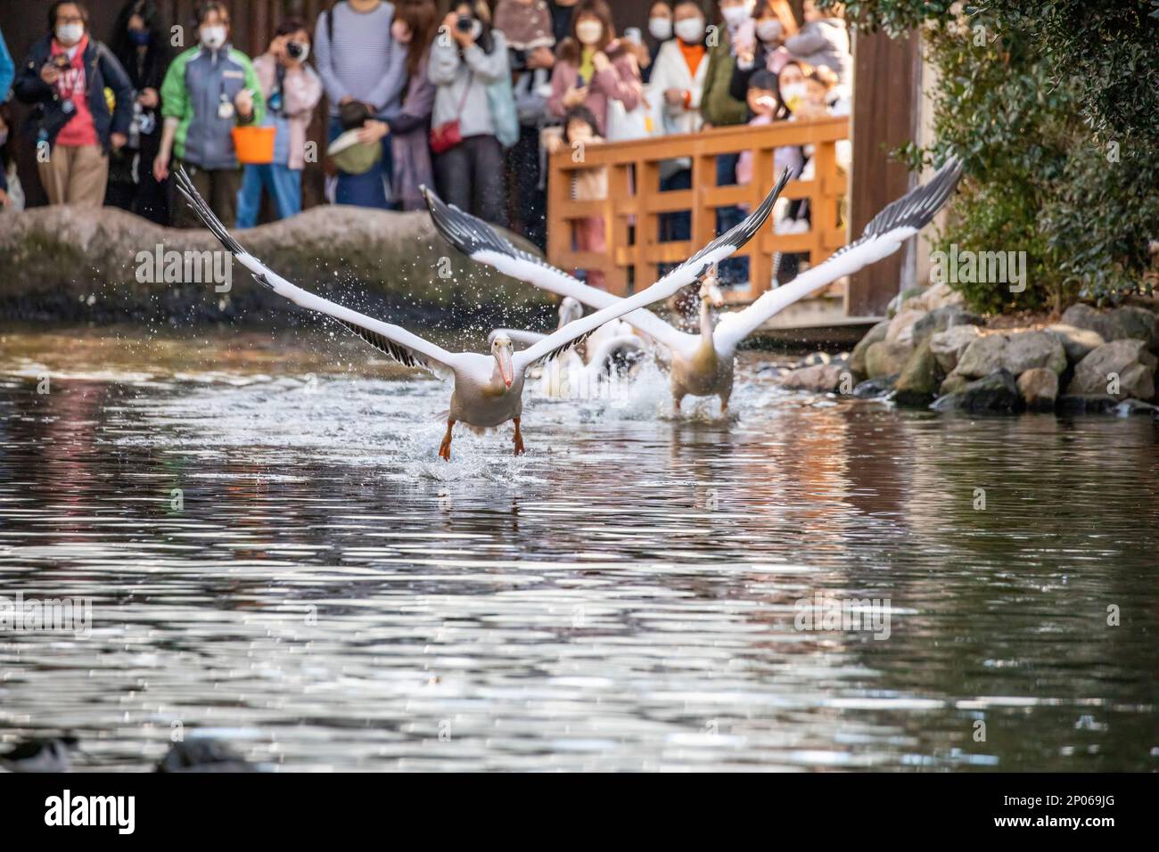 Kobe Japan Dec 6th 2022: the tourists are watching flying great white ...