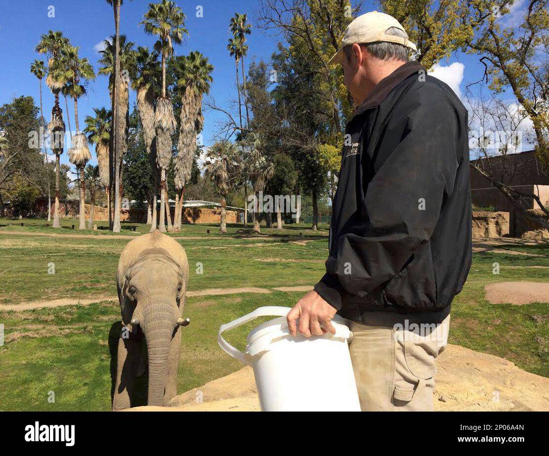 Vus'Musi visits Vernon Presley, elephant curator at Fresno Chaffee Zoo ...