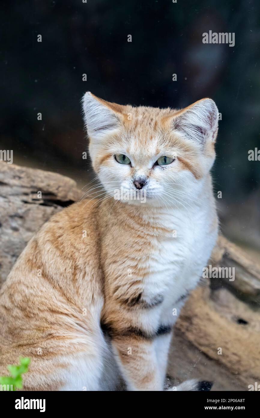 The sand cat (Felis margarita) is a small wild cat that inhabits sandy ...