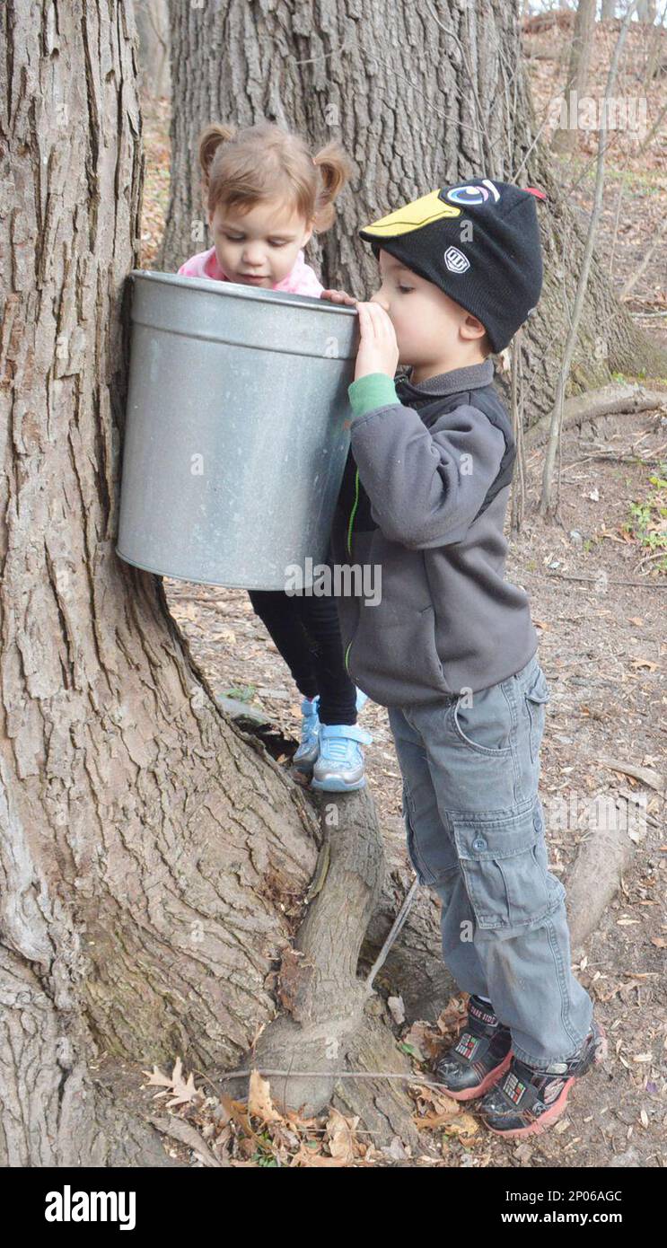 Kyle and Violet Bogel peek over a bucket to see the sap from a maple ...