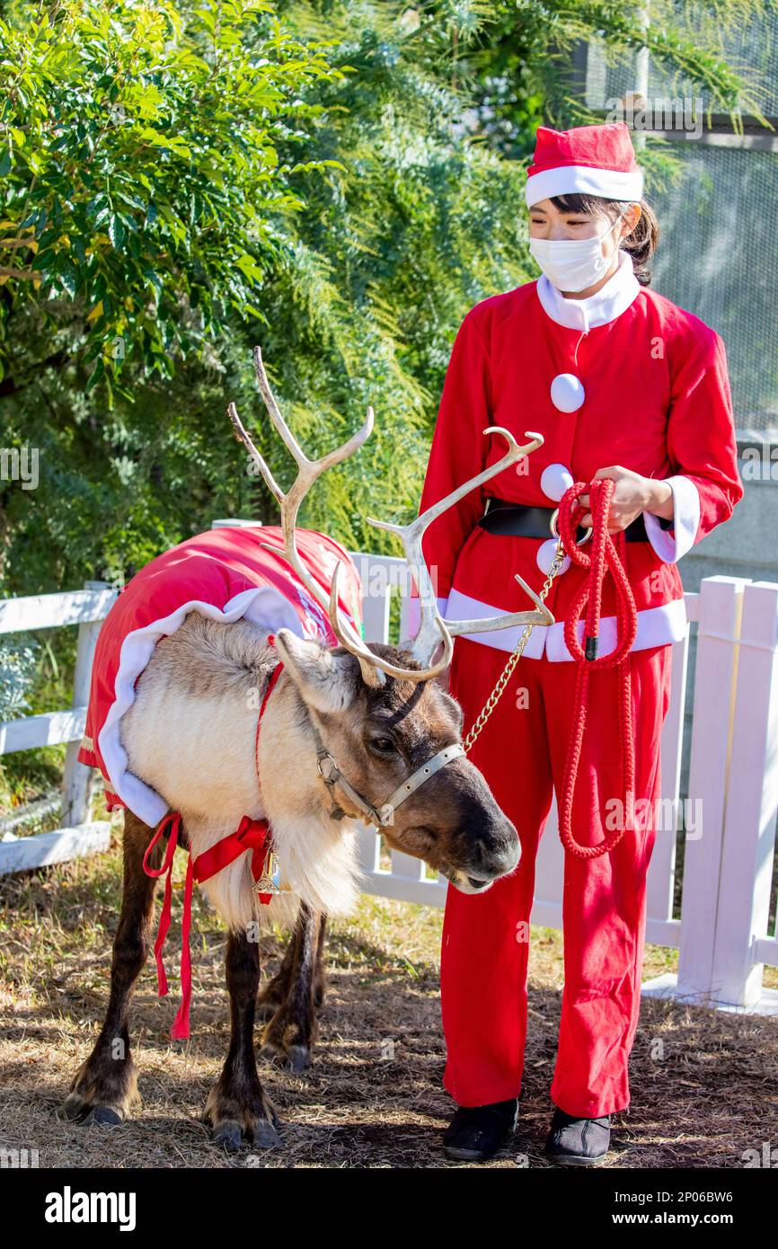 Kobe Japan Dec 6th 2022: Both young zoo keeper and reindeer (Rangifer ...