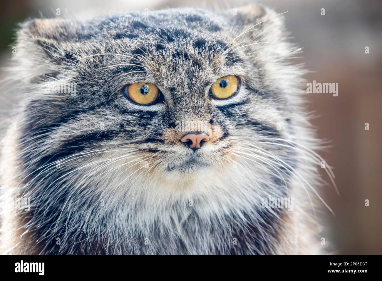 The closeup image of Pallas's cat (Otocolobus manul). It is a small ...