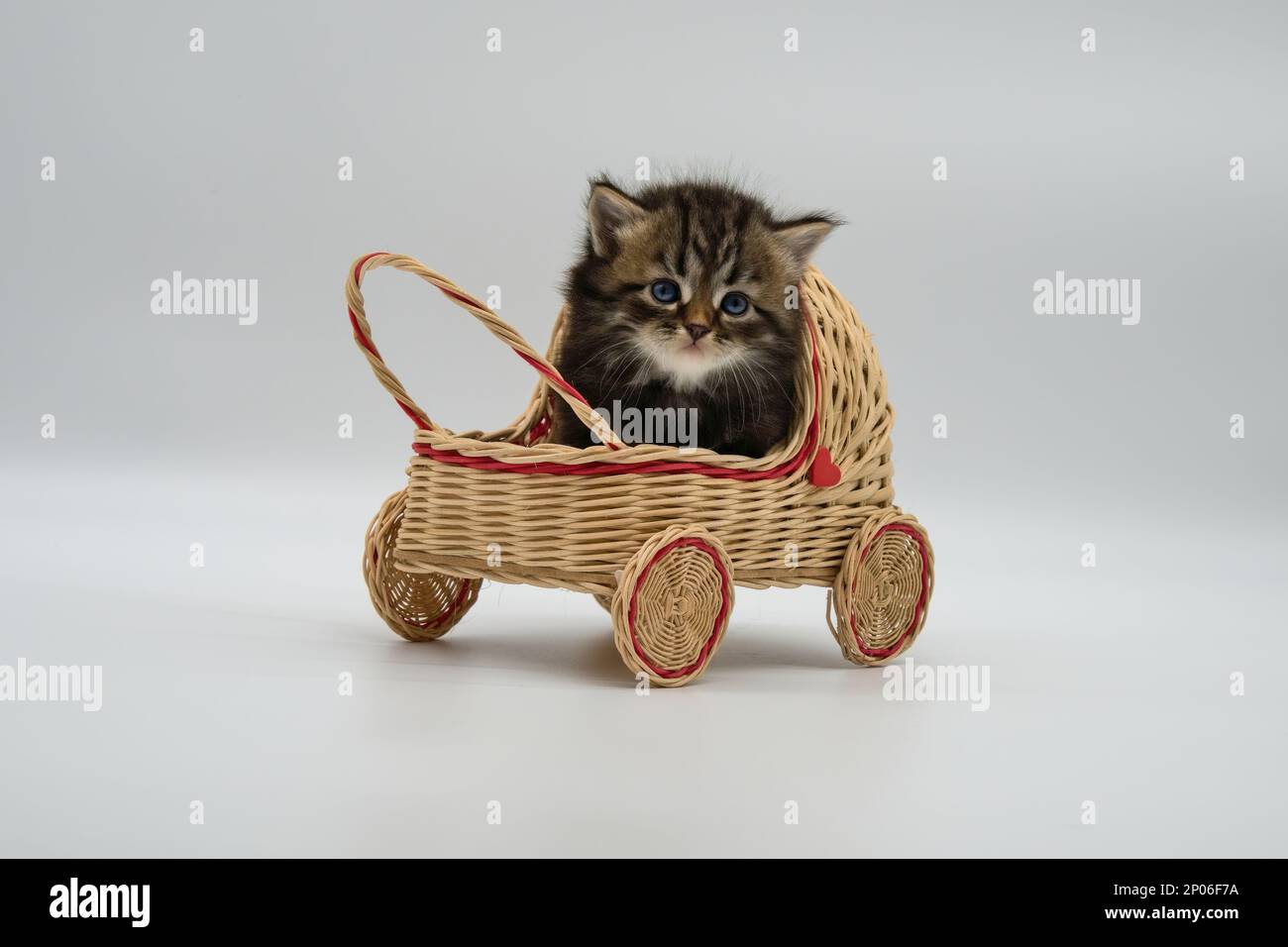 A Siberian kitten is napping peacefully in a cozy rattan stroller Stock ...
