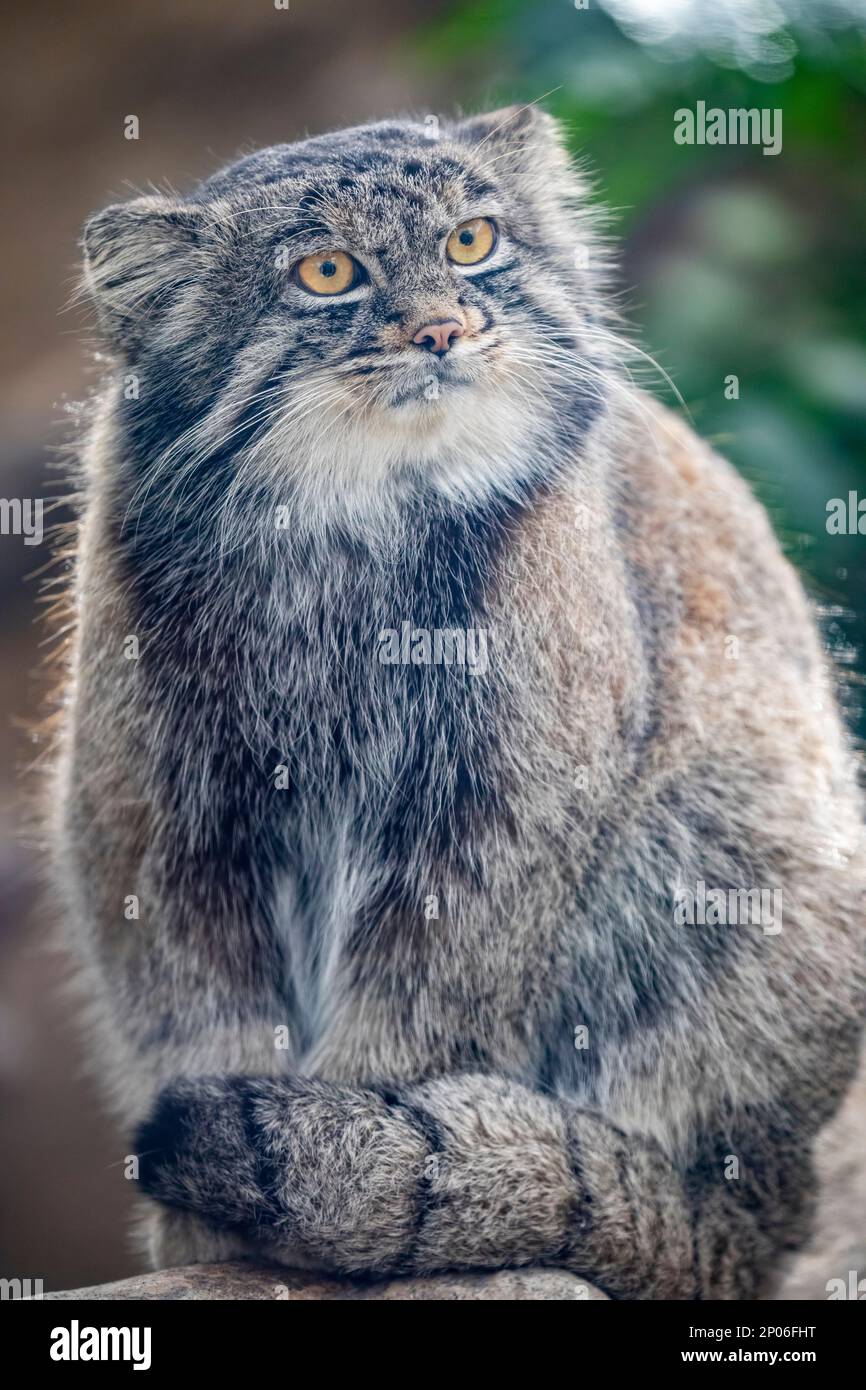 The closeup image of Pallas's cat (Otocolobus manul). It is a small ...