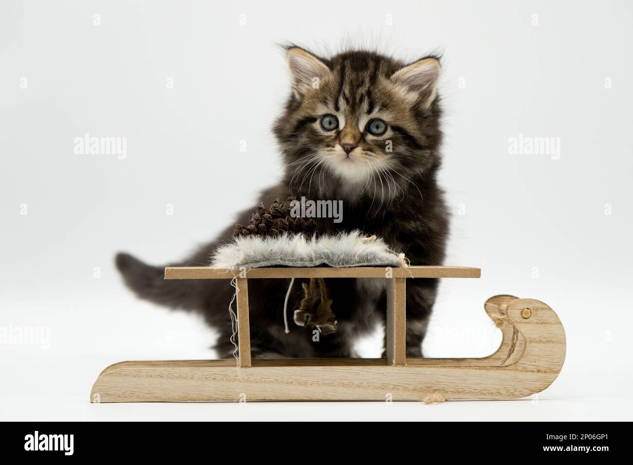 Siberian kitten on a sled Stock Photo - Alamy