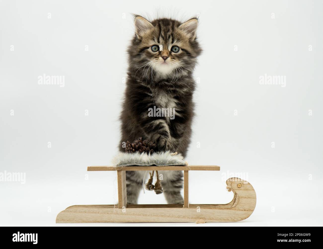 Siberian kitten on a sled Stock Photo - Alamy