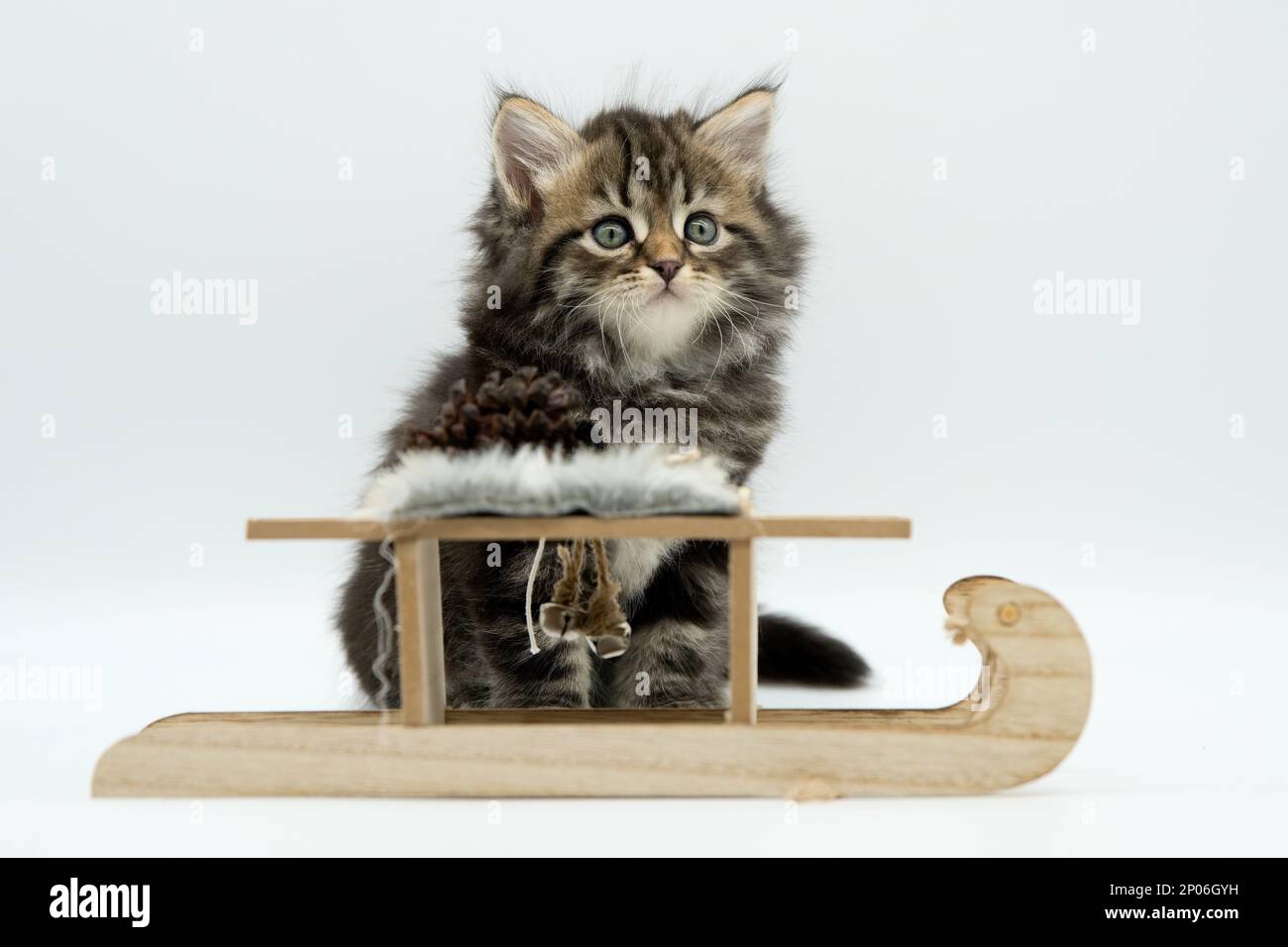 Siberian kitten on a sled Stock Photo - Alamy
