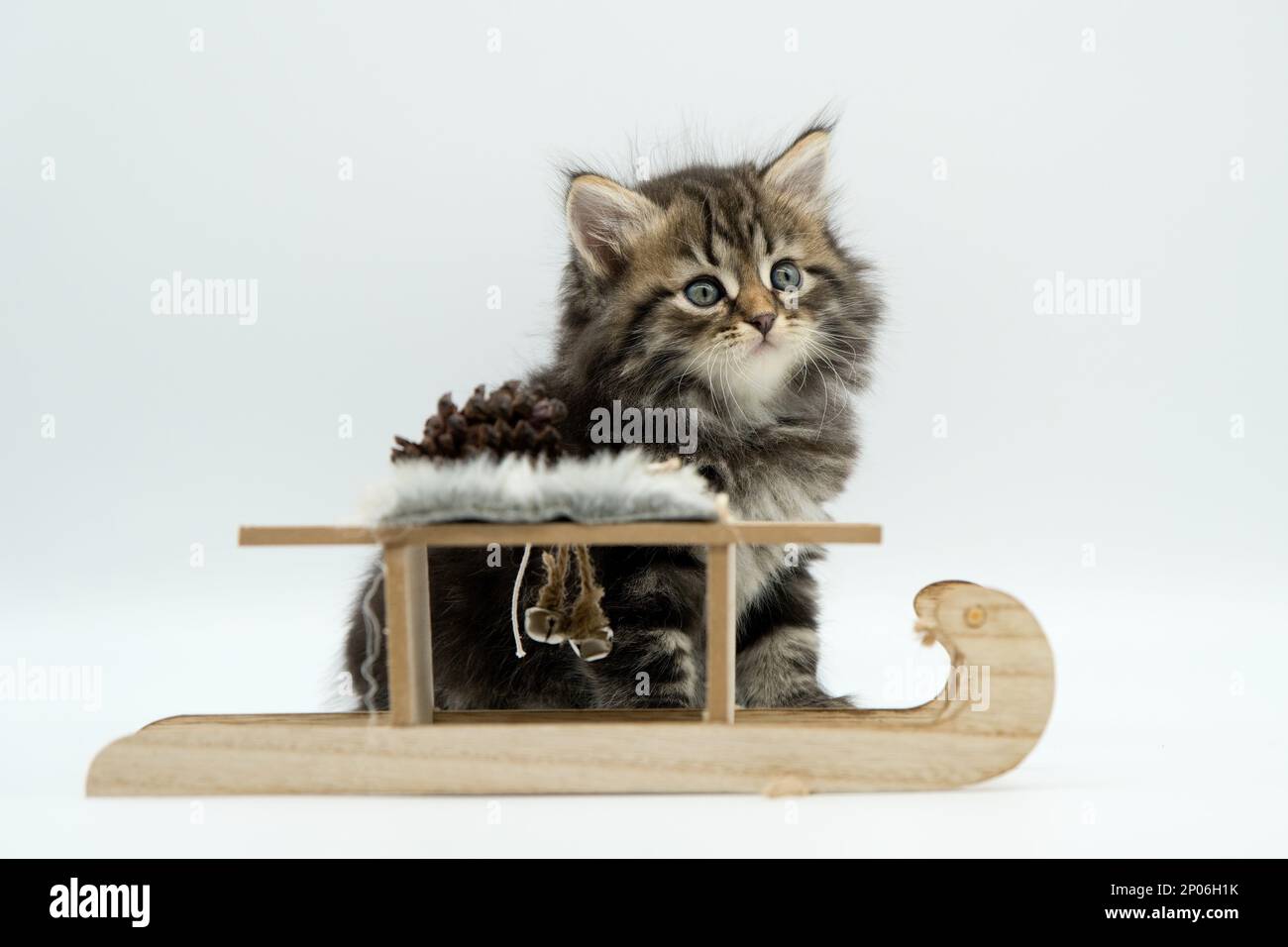 Siberian kitten on a sled Stock Photo - Alamy