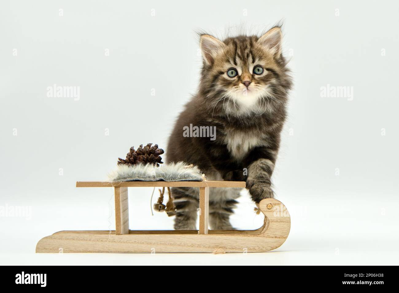 Siberian kitten on a sled Stock Photo - Alamy