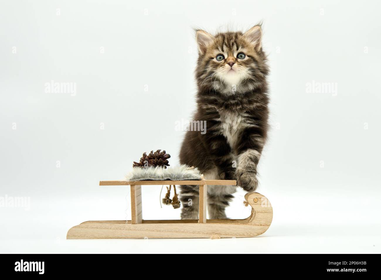 Siberian kitten on a sled Stock Photo - Alamy