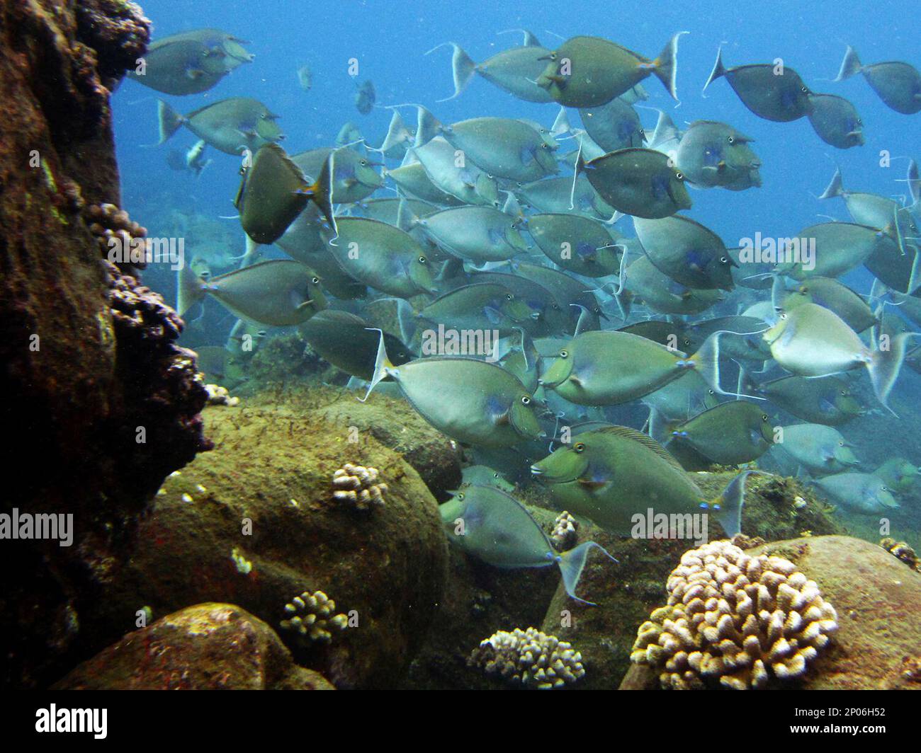 In this 2013 photo provided by NOAAFisheries, naso unicorn fish are ...