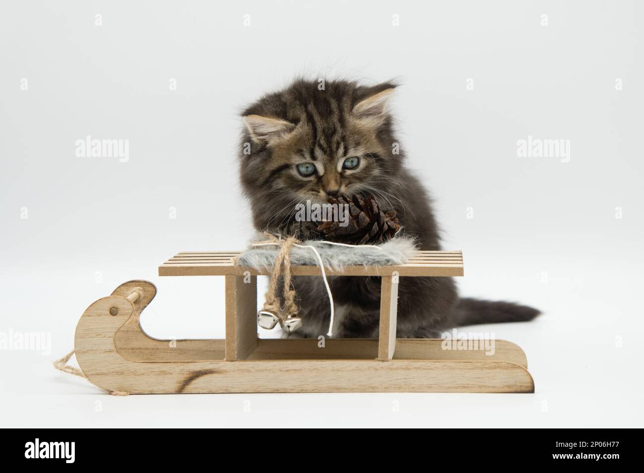 Siberian kitten on a sled Stock Photo - Alamy