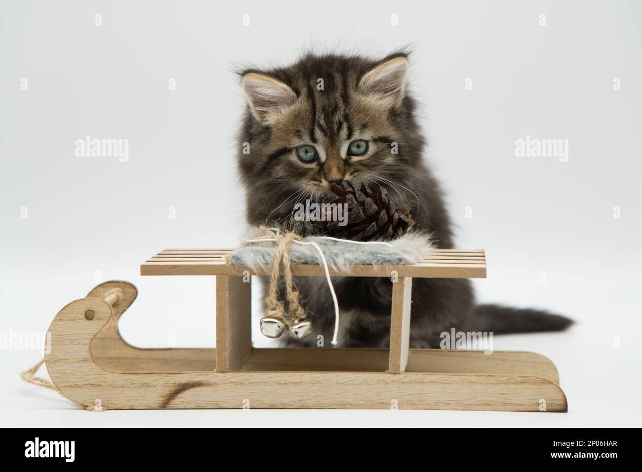 Siberian kitten on a sled Stock Photo - Alamy