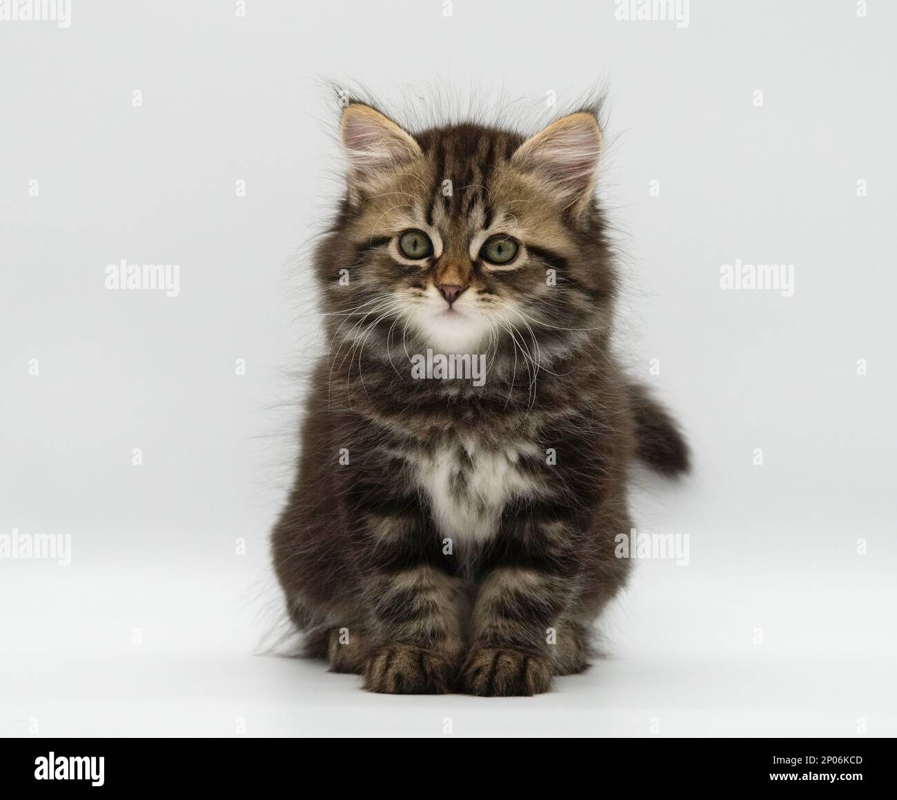 Siberian cat kitten on a white background. Blotched tabby with white ...