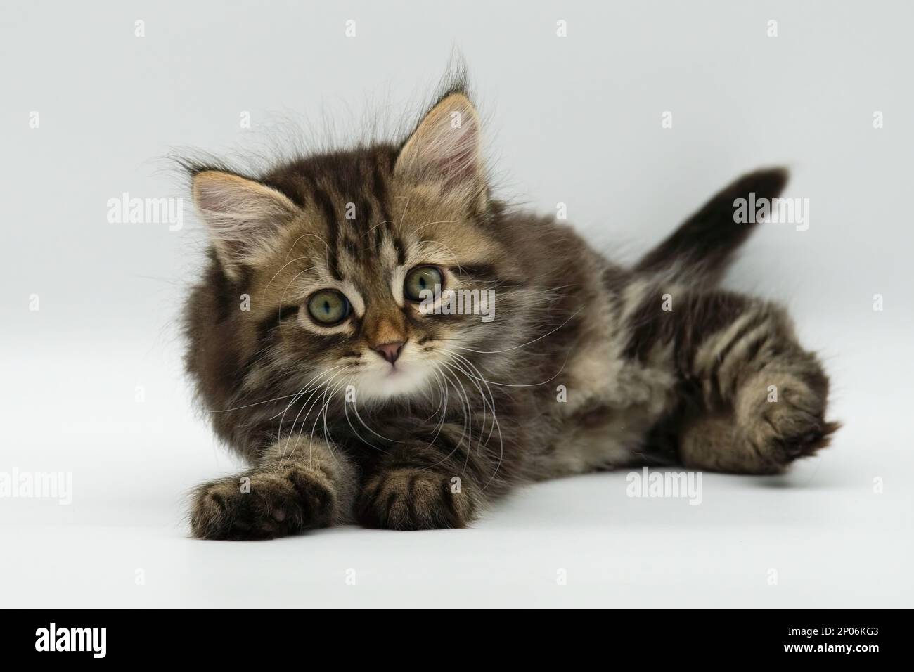 Siberian cat kitten on a white background. Blotched tabby with white ...