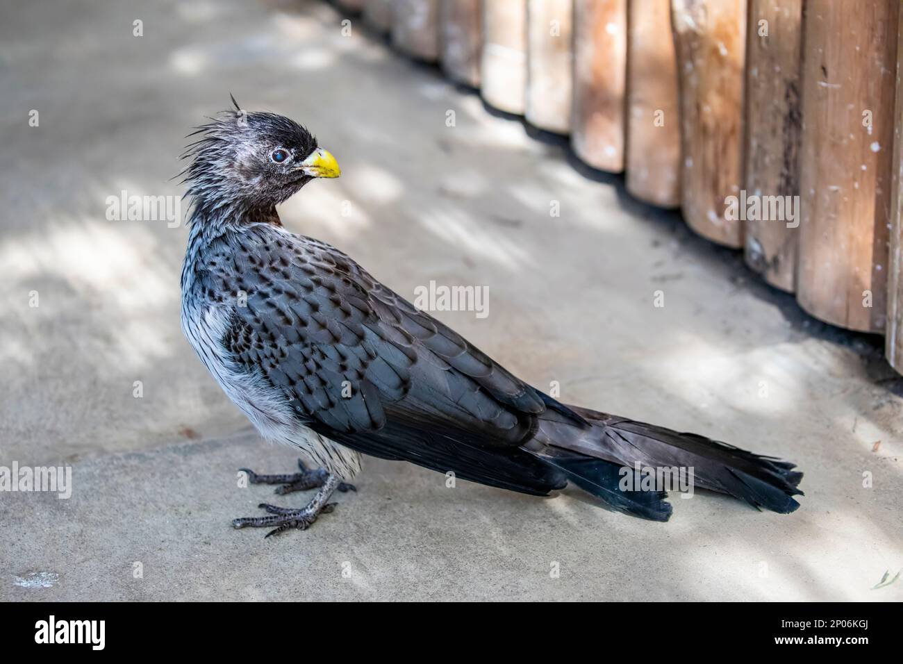 the closeup image of western plantain-eater (Crinifer piscator), it is ...