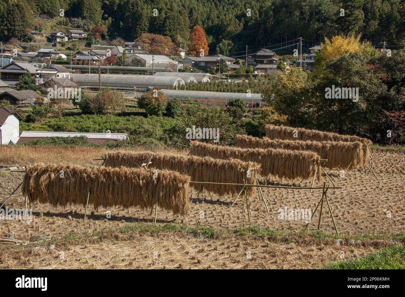 Rice harvest with traditional bamboo rice drying racks, Kamiyama ...
