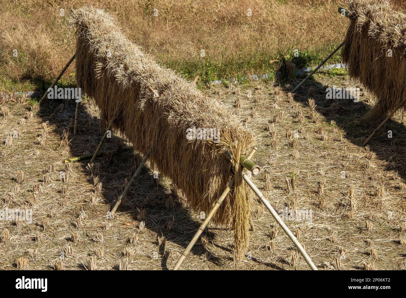 Traditional bamboo rice drying rack, Kamiyama, Shikoku Island, Japan ...