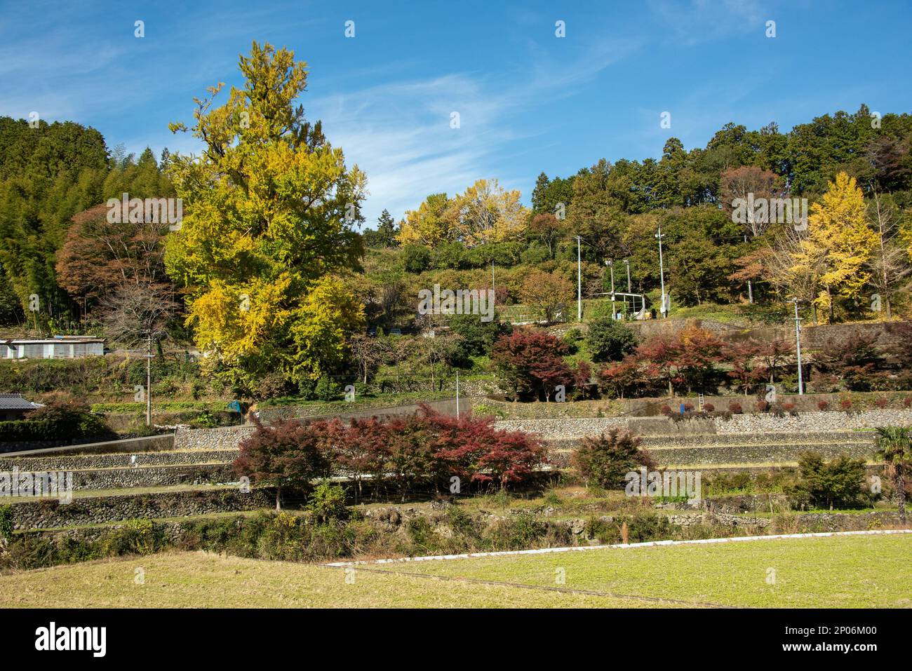Okobu-Chichi-Icho, 500 year old Ginko Tree, Okubo, Kamiyama, Shikoku ...