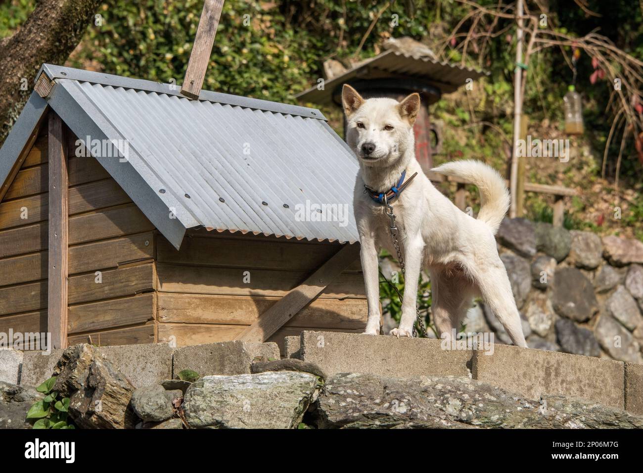 White Japanese Shiba inu, Kamiyama, Shikoku Island, Japan Stock Photo ...