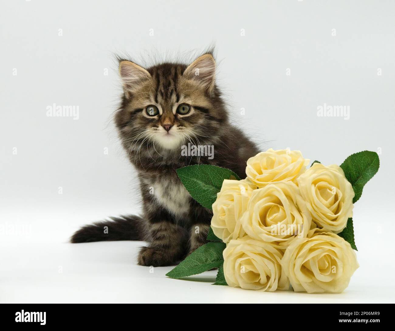 Cute greeting card Stock Photo - Alamy