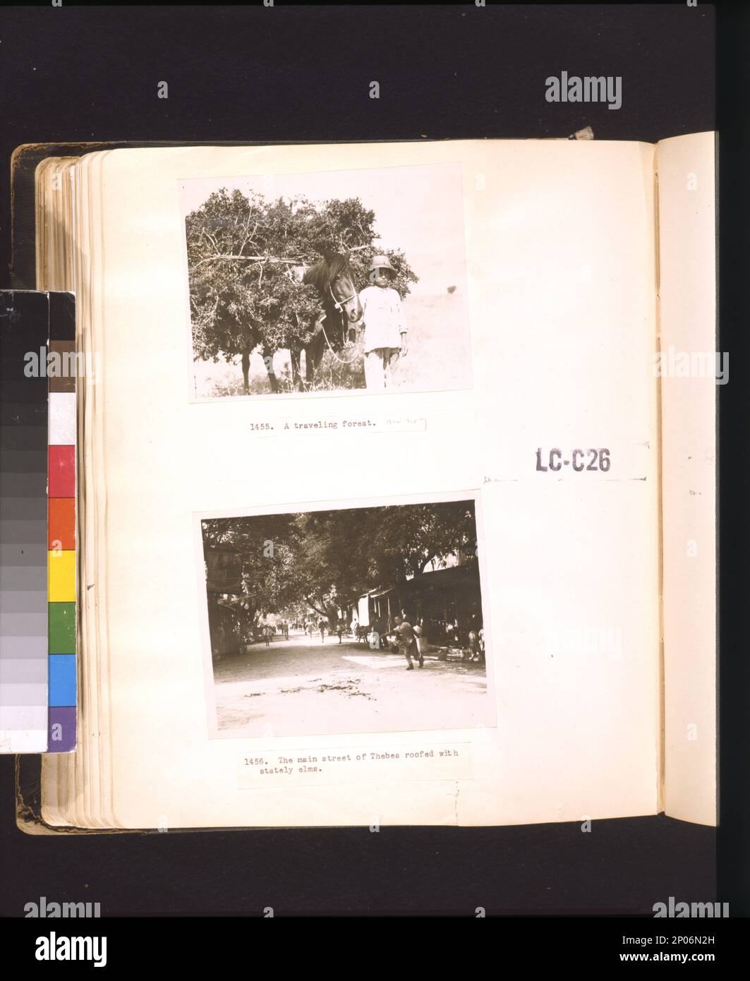 A traveling forest The main street of Thebes roofed with stately elms ...