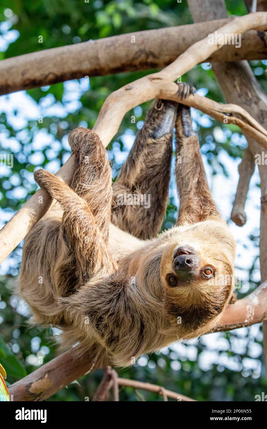 The close image of Linneaus' Two-toed Sloth (Choloepus didactylus). A ...