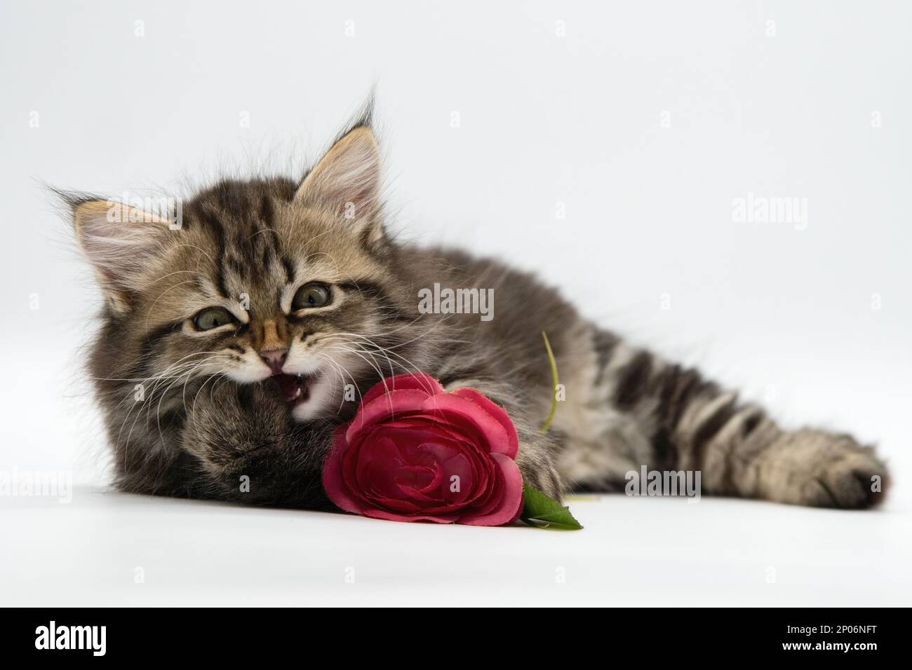 Greeting card with a cat and a flower Stock Photo - Alamy