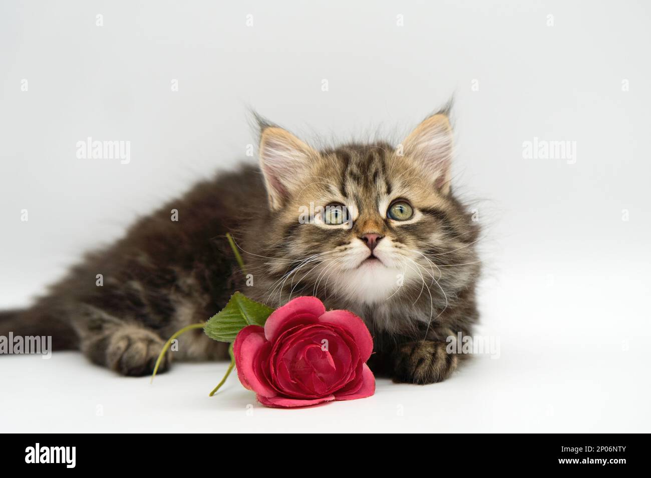 Greeting card with a cat and a flower Stock Photo - Alamy