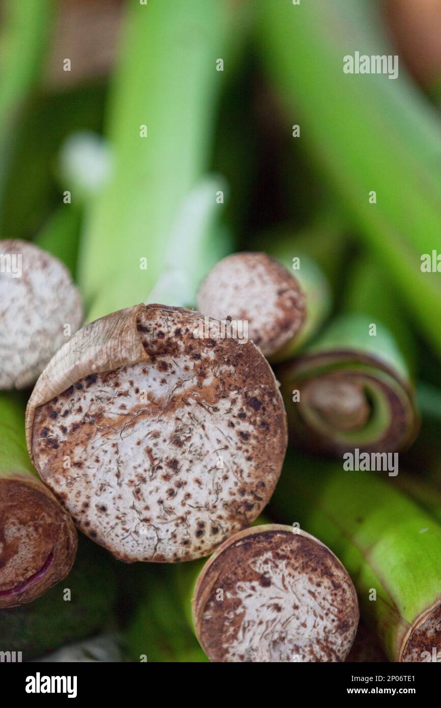 Taro stem hi-res stock photography and images - Alamy