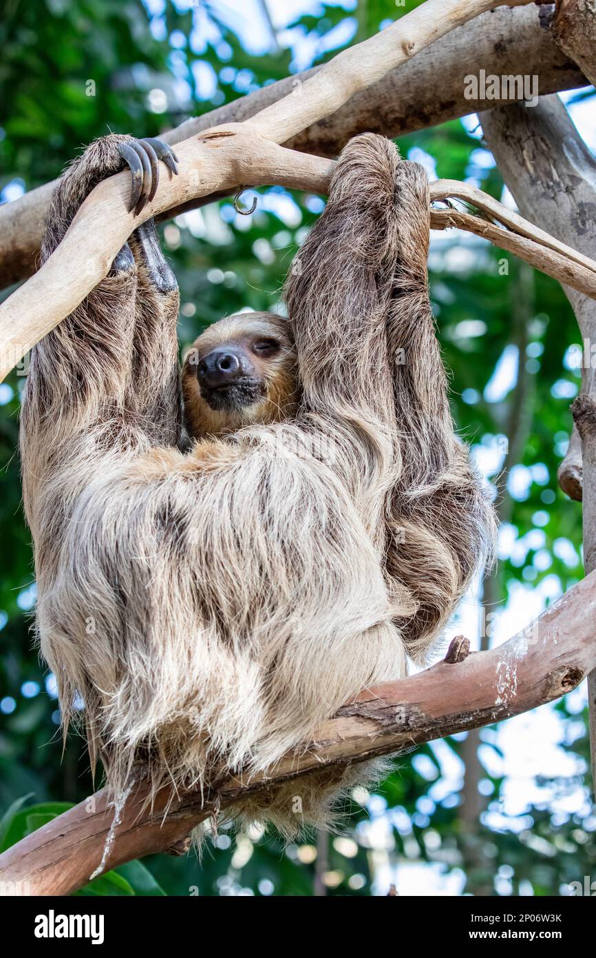 The close image of Linneaus' Two-toed Sloth (Choloepus didactylus). A ...