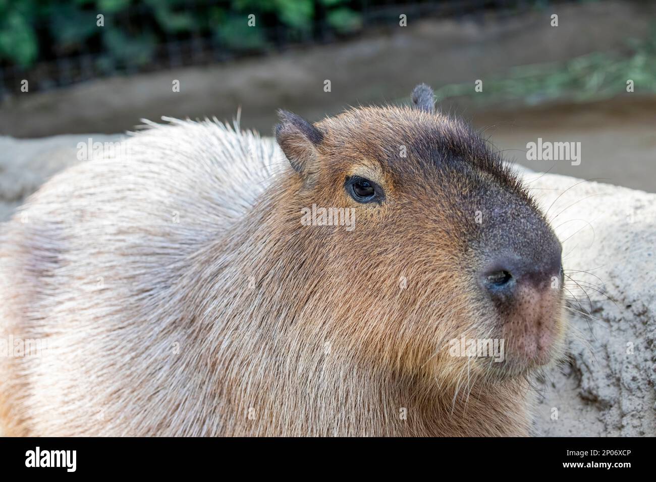 The closeup image of Capybara (Hydrochoerus hydrochaeris). It is a ...