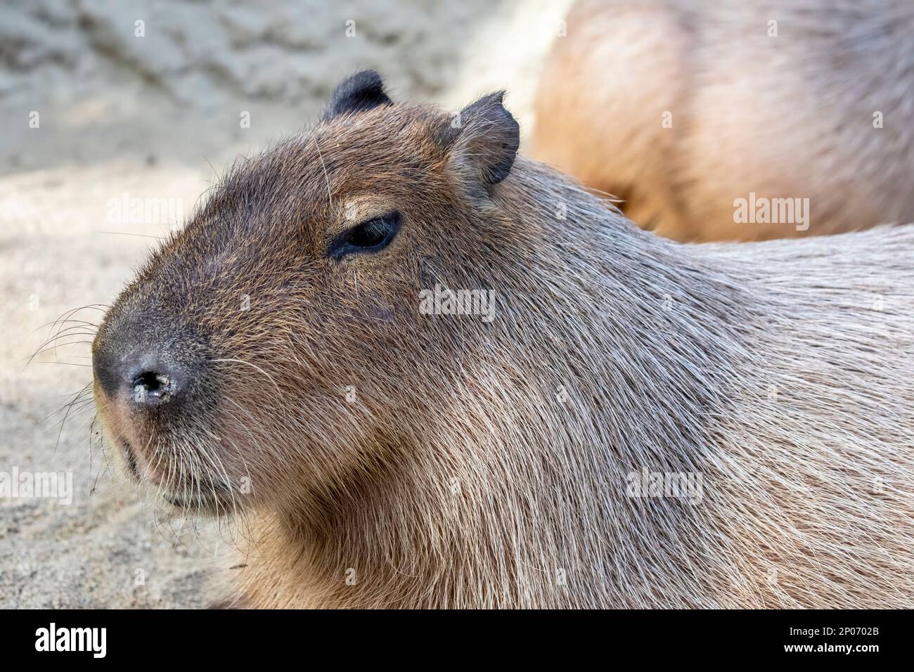 The closeup image of Capybara (Hydrochoerus hydrochaeris). It is a giant cavy rodent native to ...