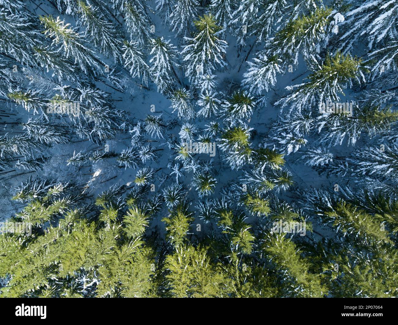 Forest douglas fir trees background hi-res stock photography and images ...