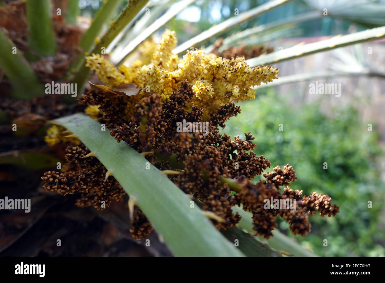 Chamaerops palme chamaerops humilis hi-res stock photography and images - Alamy
